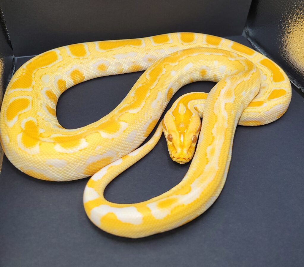 A Simple Guide to Feeding and Caring for Your Burmese Python
